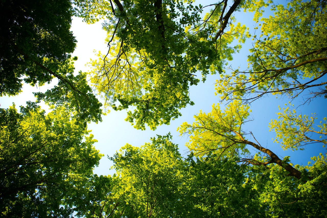 SmartTree For Sustainability IT Solutions | Pairtree